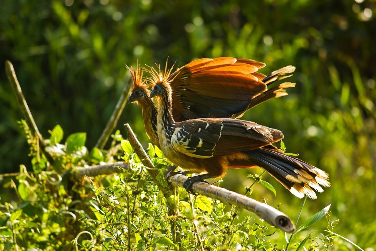 Observación de Aves 04 días / 03 noches. | Marina Tours travel